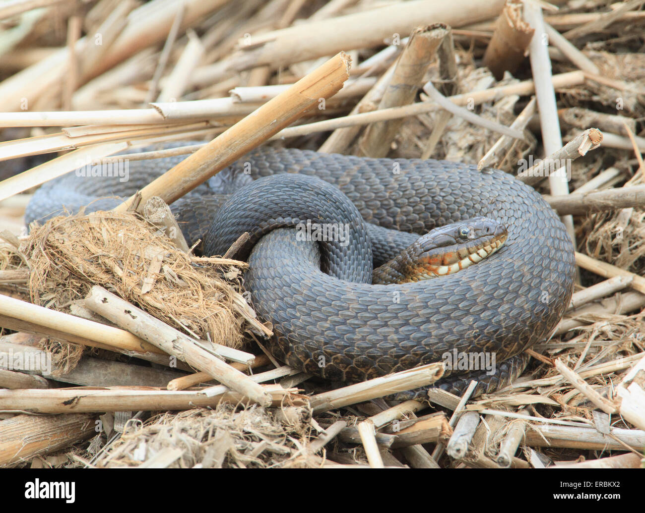 Common Watersnake (Nerodia sipedon Stock Photo - Alamy