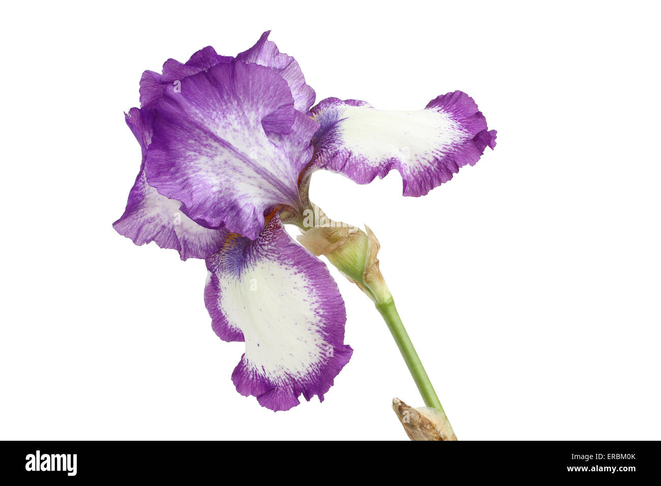 White purple iris closeup Cut Out Stock Images & Pictures - Alamy
