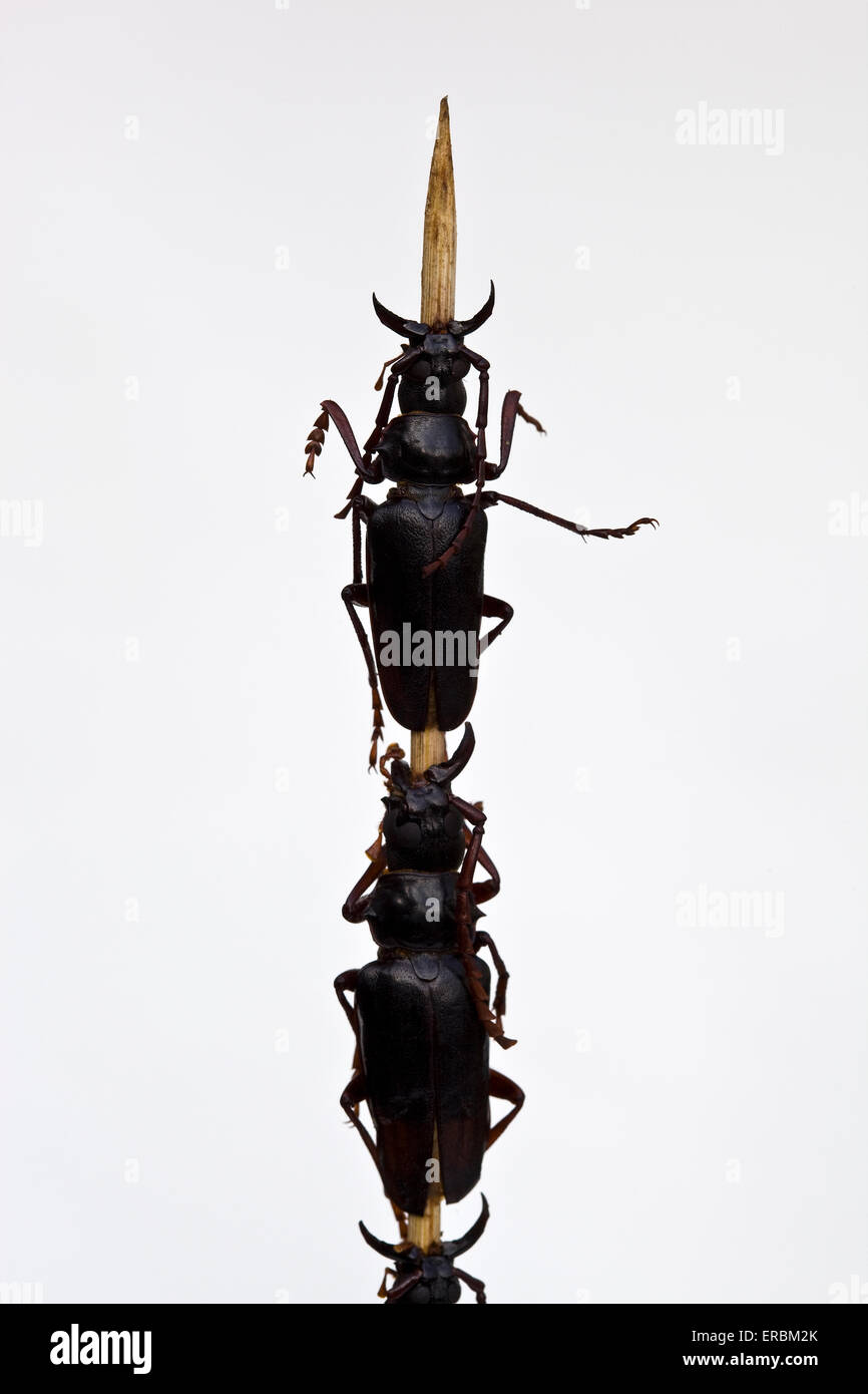 Grubs On A Stick High Resolution Stock Photography and Images - Alamy