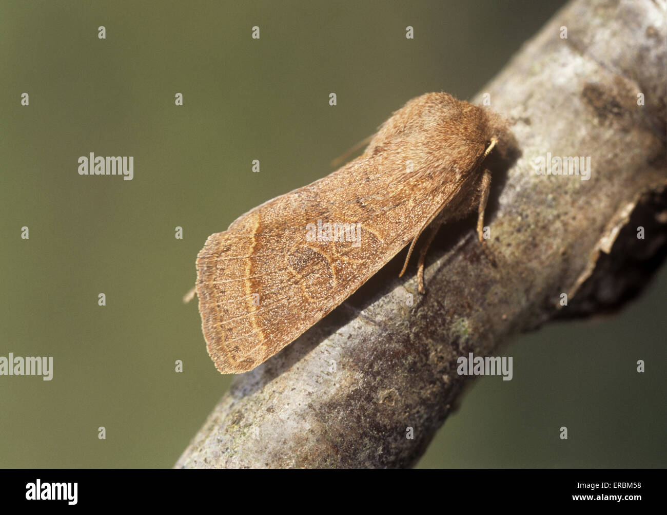 Common quaker orthosia cerasi hi-res stock photography and images - Alamy