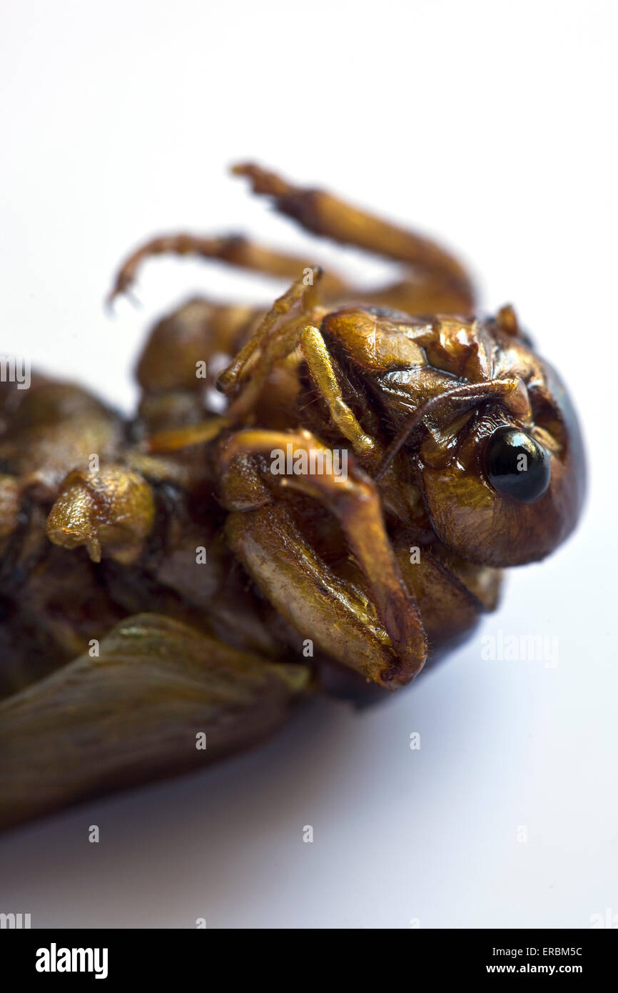 Strange food grasshopper fried hi-res stock photography and images - Alamy