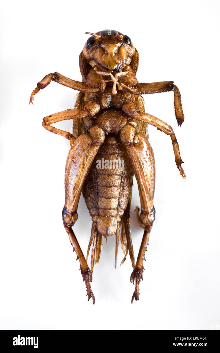 Fried Cricket or Grasshopper a food delicacy food markets in Asia - An ...