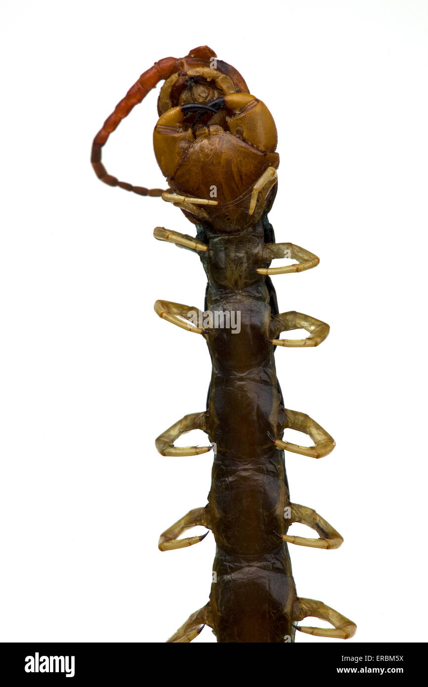 Centipedes hi-res stock photography and images - Alamy