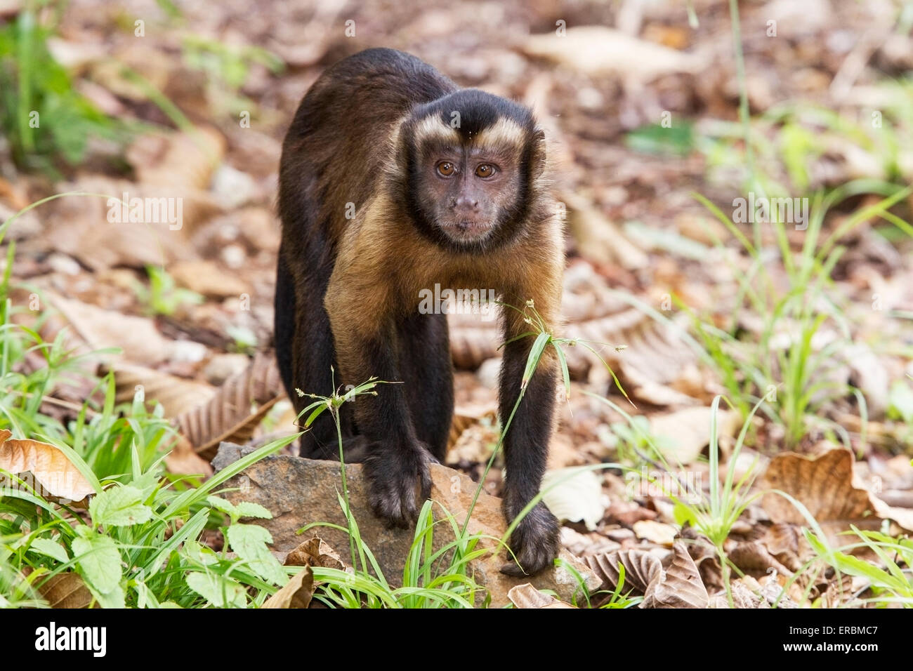 brown capuchin monkey (Cebus apella) adult in forest, Devils Island ...