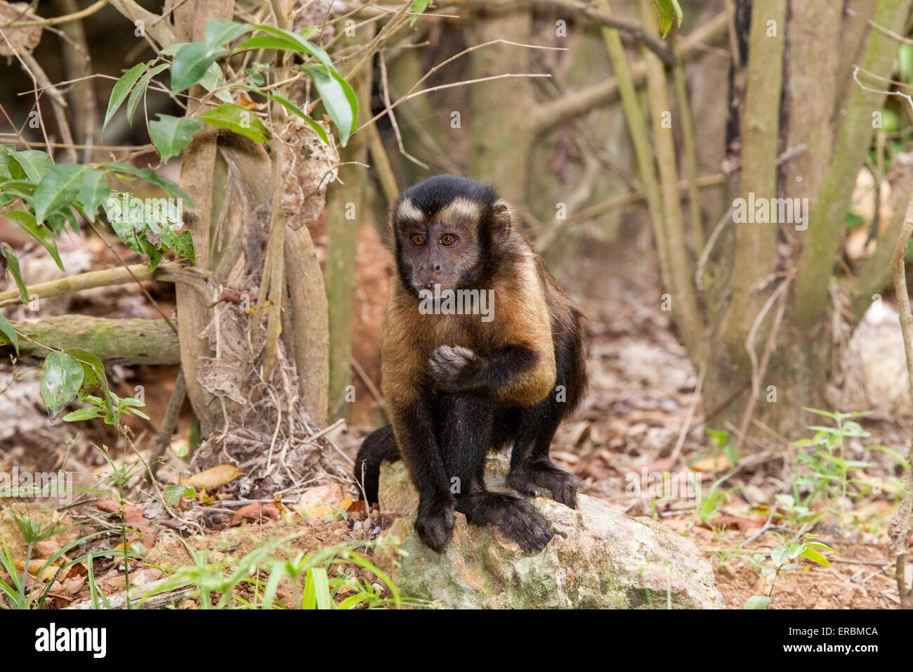 Brown Capuchin Monkey High Resolution Stock Photography and Images - Alamy