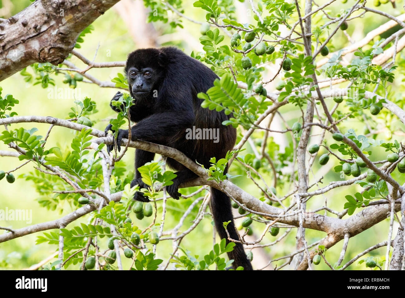 Howler monkey in the forests of costa rica hi-res stock photography and ...