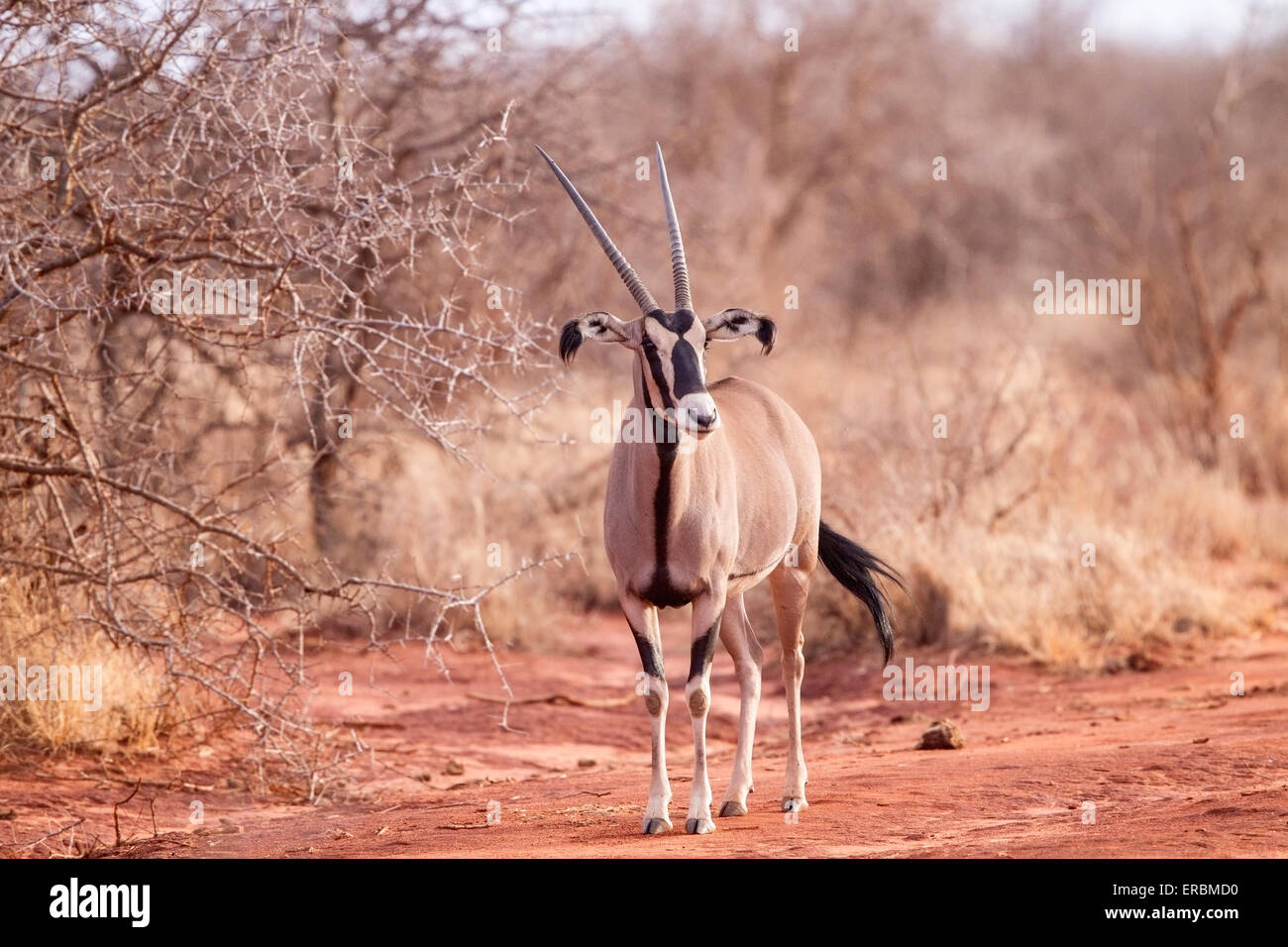fringe-eared oryx (Oryx beisa callotis) adult walking on soil in bush ...