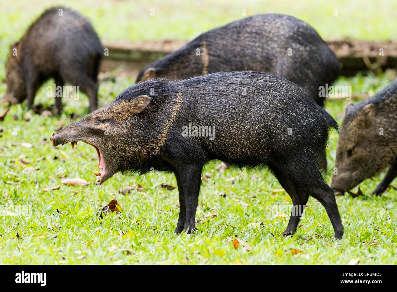 collared peccary (Pecari tajacu) group of adults with one animal ...
