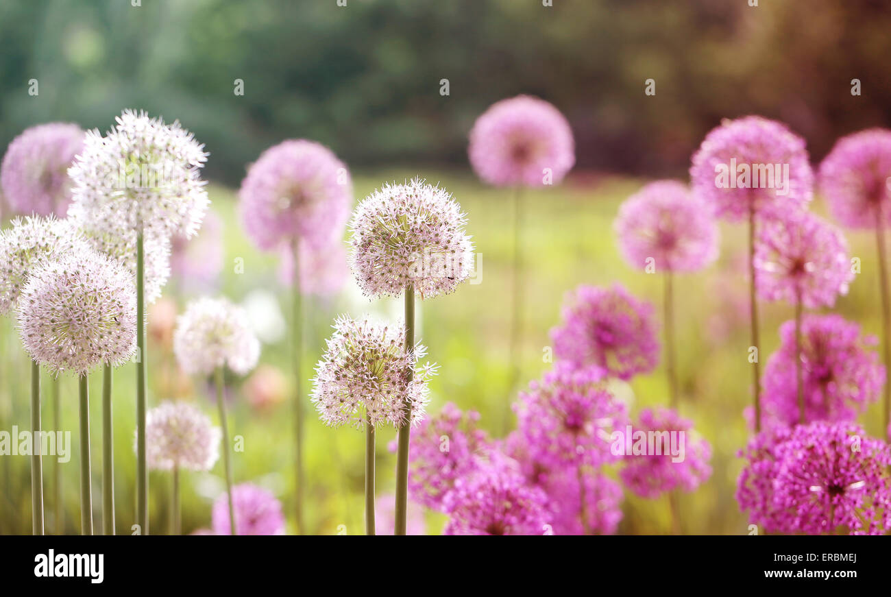 beautiful flowers on abstract background photographed close up Stock ...