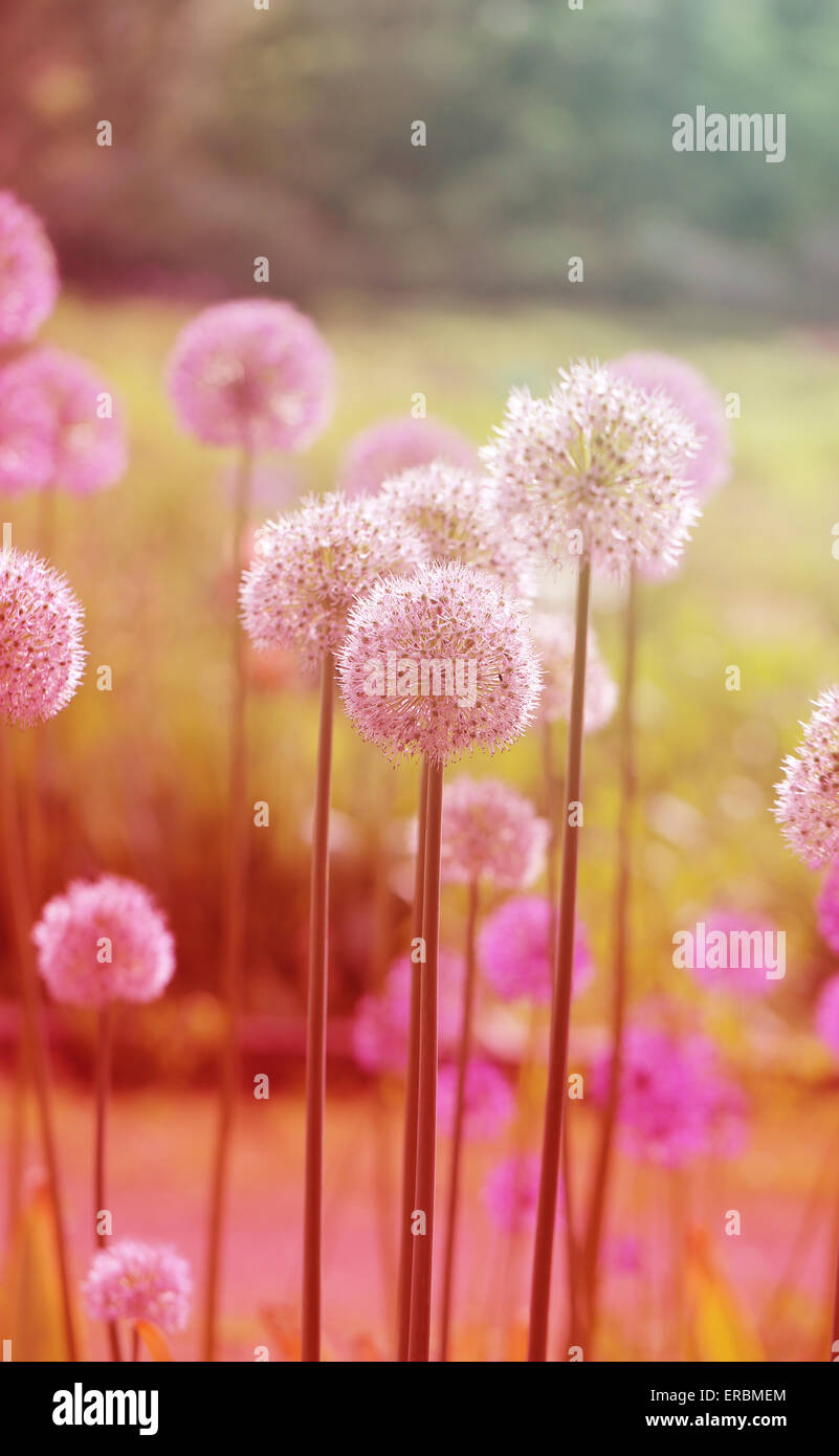 beautiful flowers on abstract background photographed close up Stock ...