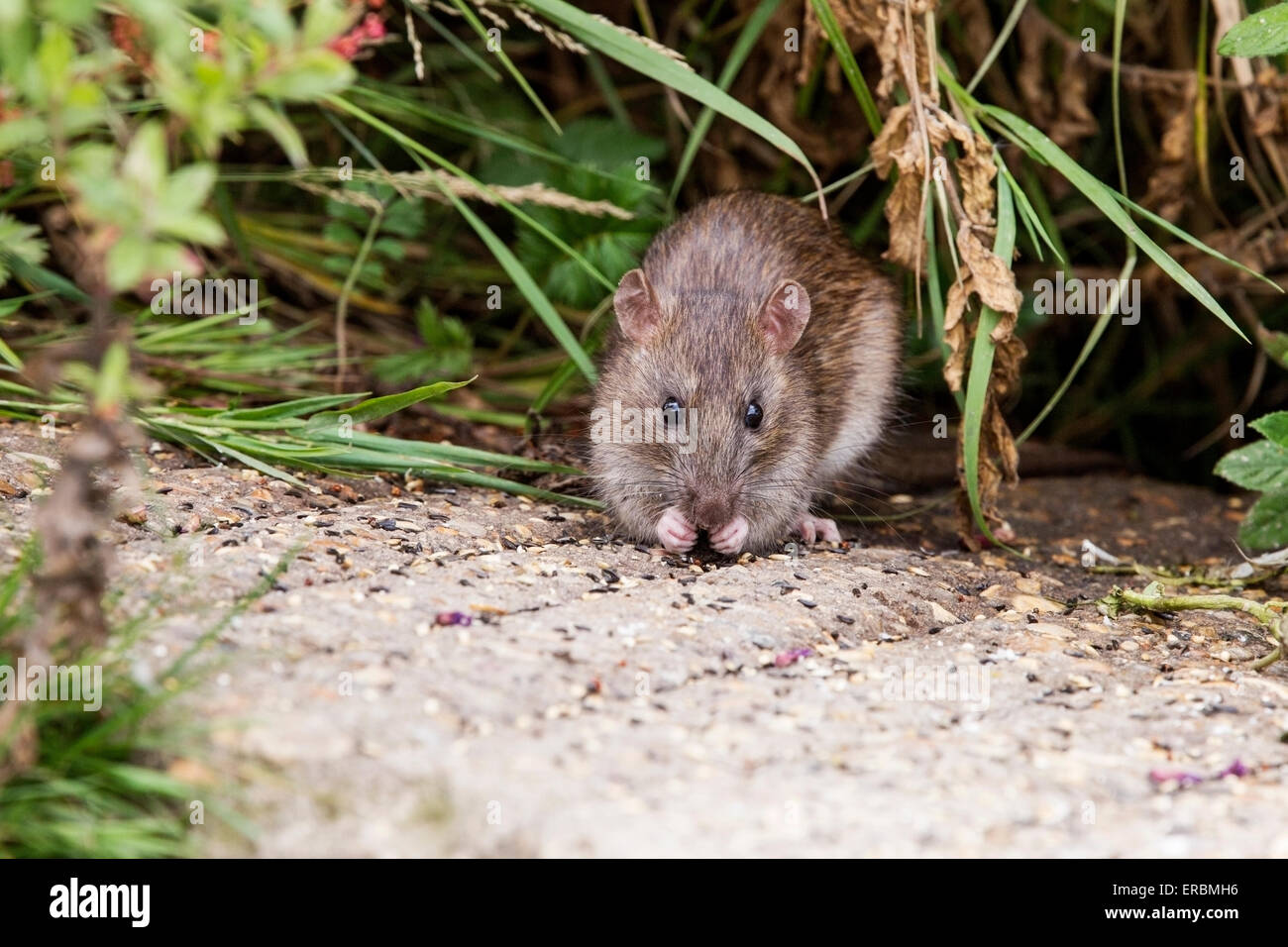 brown rat (Rattus norvegicus) feeding on grain on the ground, Norfolk ...