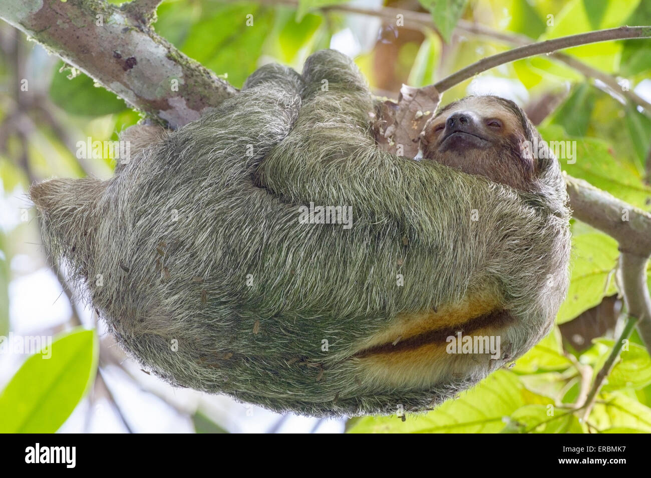 Three Toed Sloth Hanging Onto Tree Branch In Rainforest Costa Rica