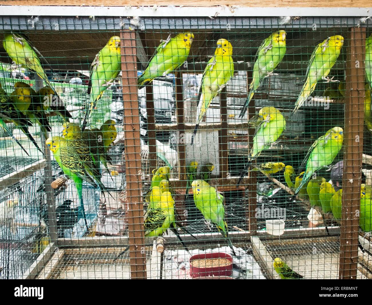 Malang, Indonesia. 02nd June, 2015. Caged birds are displayed for sale ...