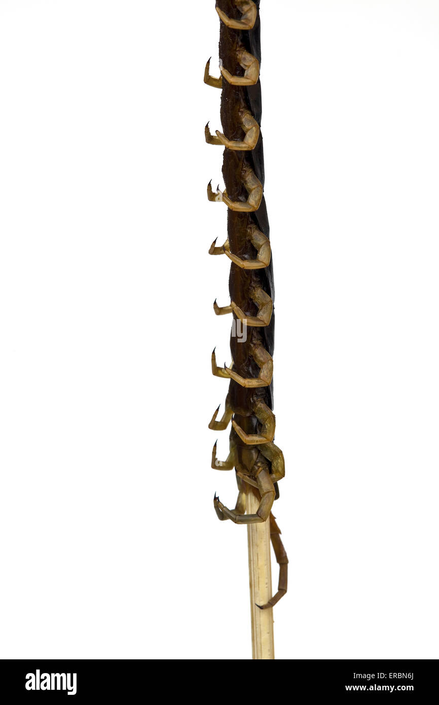 Cooked or Fried Centipede on a stick as sold at Donghuamen Night market ...