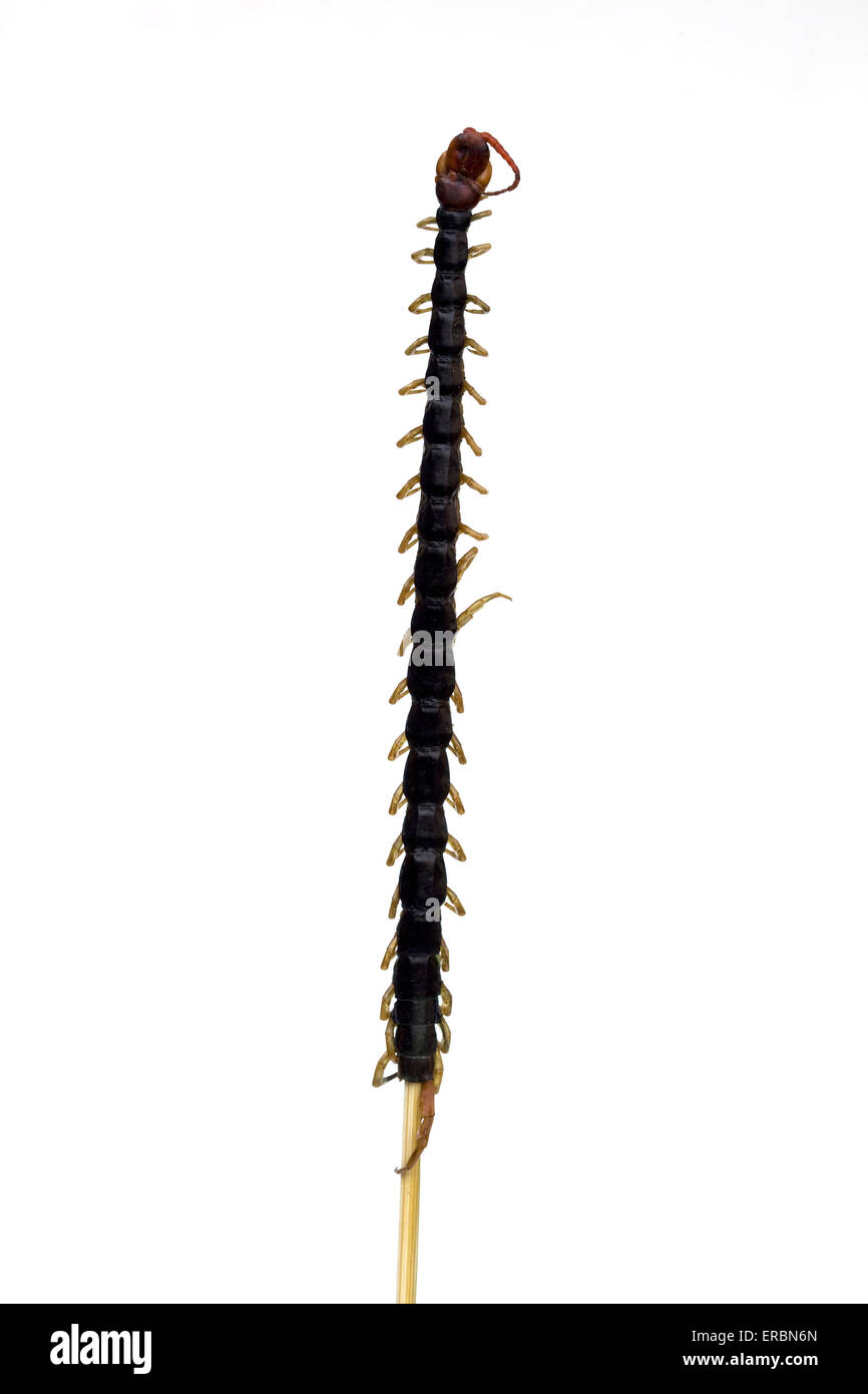 Fried centipedes Cut Out Stock Images & Pictures - Alamy