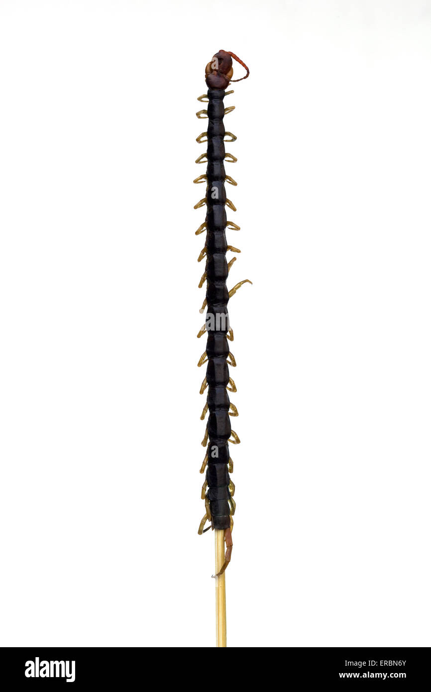 Fried Centipede