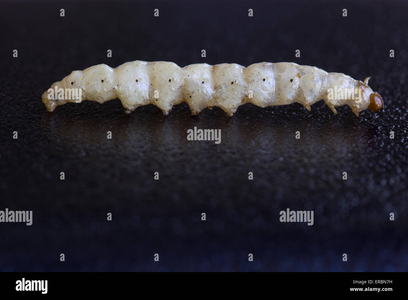 Fried cooked bamboo caterpillar (Rot Duan) as sold in Bangkok - An ...