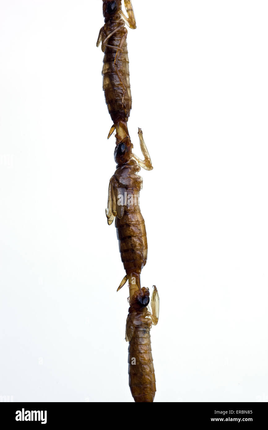 Fried Dragonfly at Donghuamen Street Food Market Beijing China - An ...