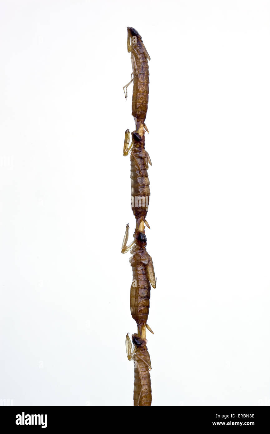 Fried Dragonfly at Donghuamen Street Food Market Beijing China - An ...