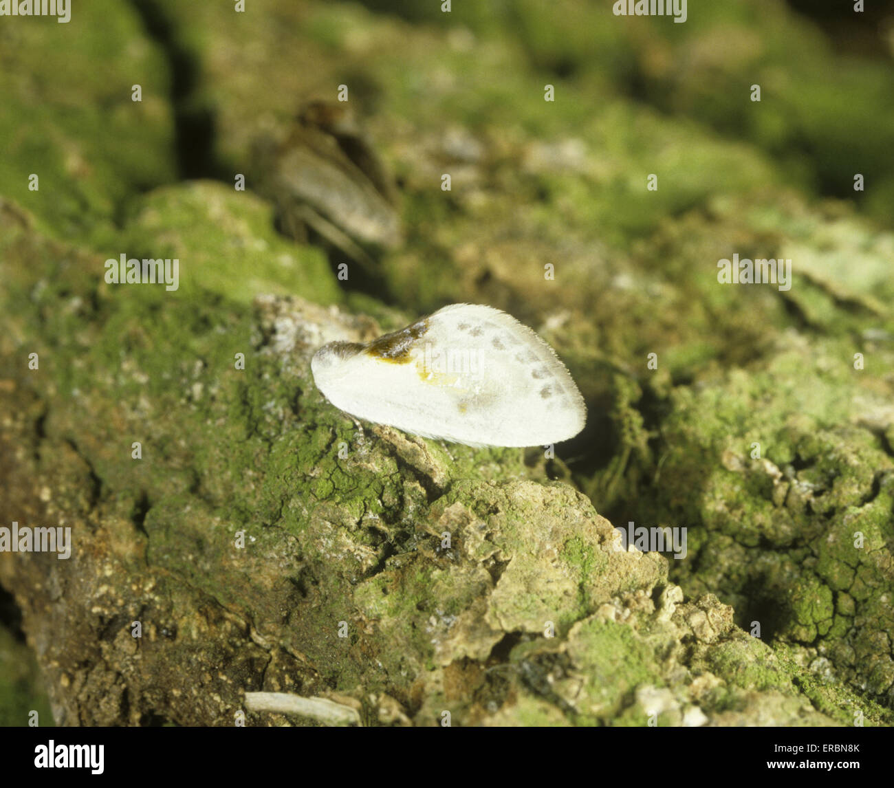 Chinese Character - Cilix glaucata Stock Photo - Alamy
