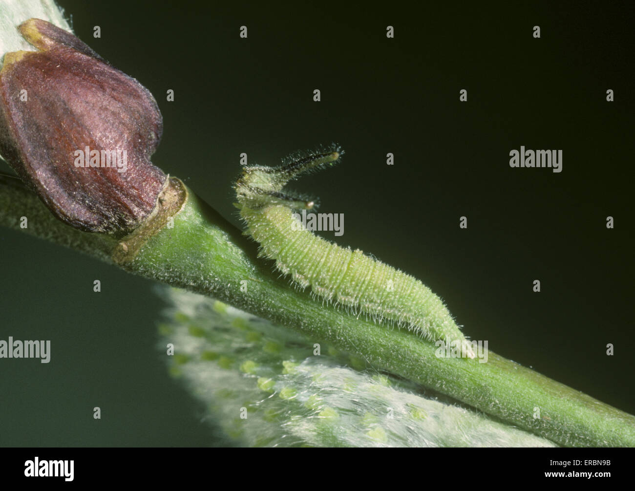 Purple Emperor - Apatura iris - larva Stock Photo - Alamy
