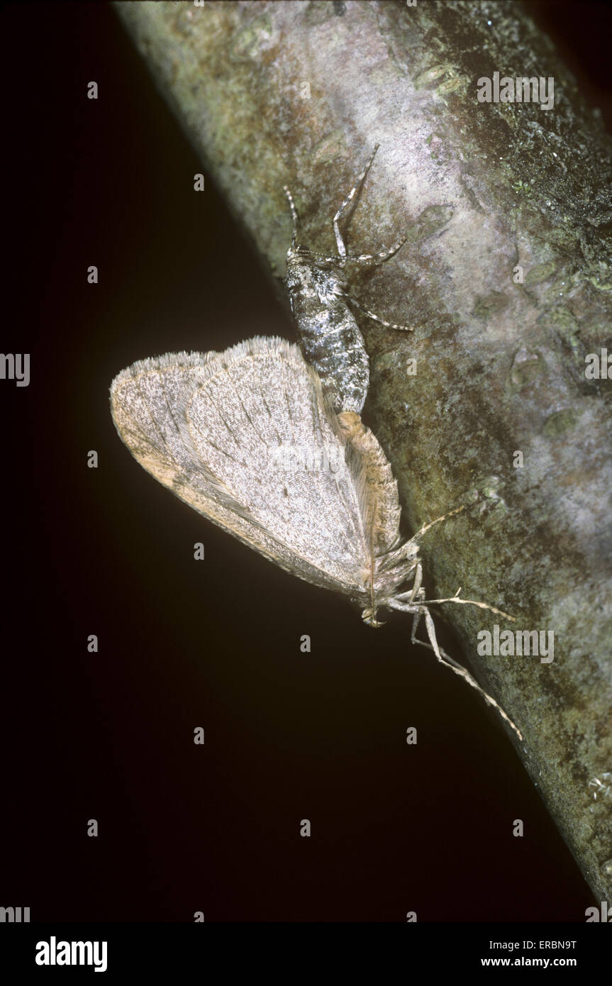 Winter Moth - Operophtera brumata Stock Photo - Alamy