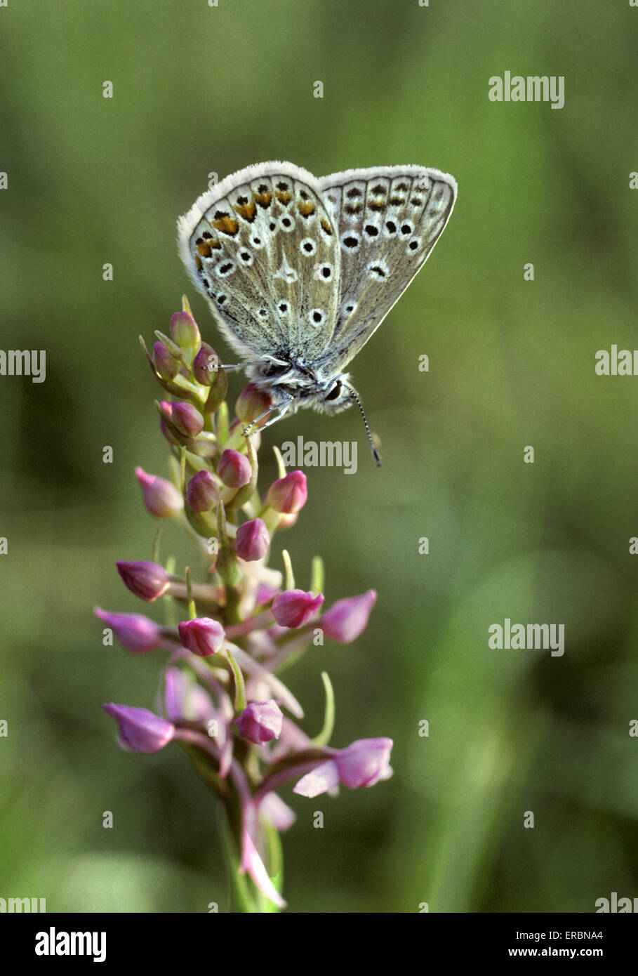 Common Blue - Polyommatus icarus Stock Photo - Alamy
