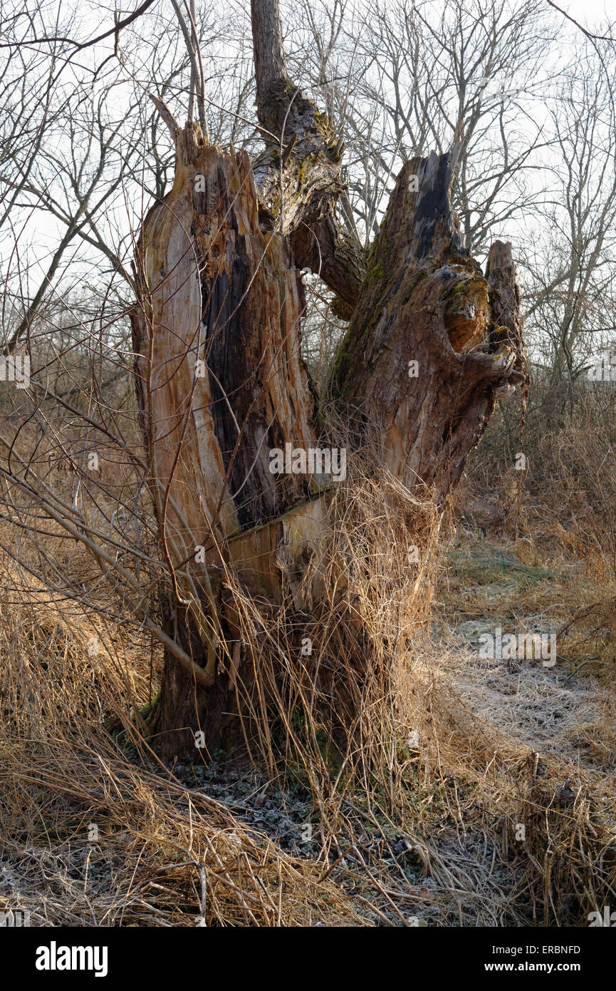 dead dried tree on the wilderness Stock Photo - Alamy
