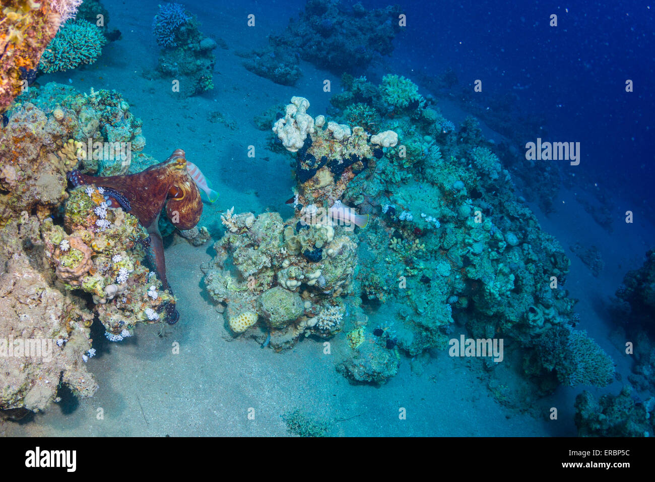 Underwater bodies hi-res stock photography and images - Alamy