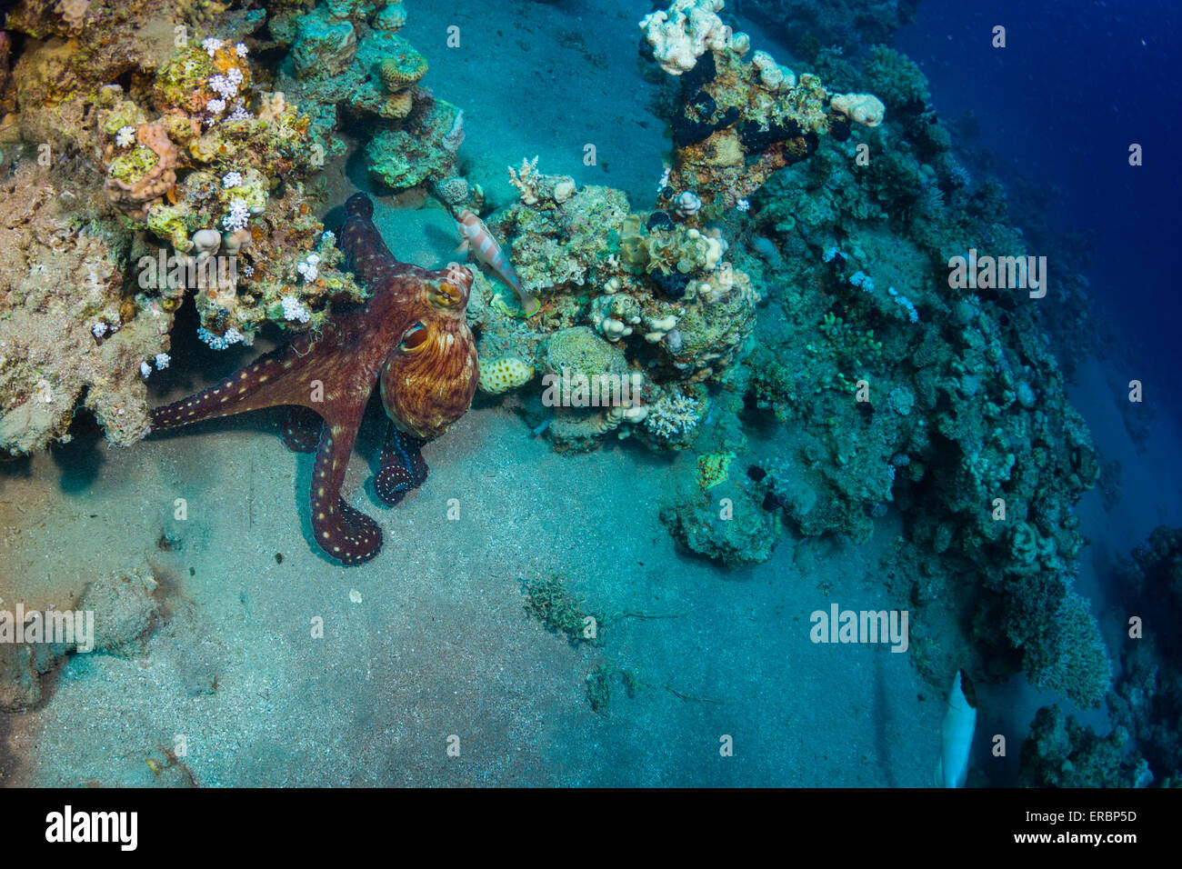 Underwater bodies hi-res stock photography and images - Alamy
