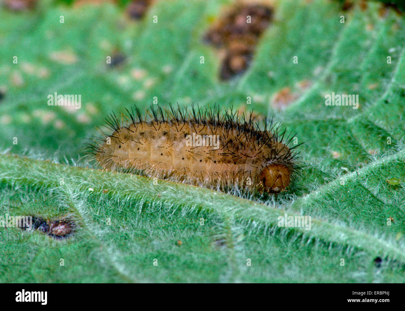 Duke of Burgundy - Hamearis lucina - larva Stock Photo - Alamy
