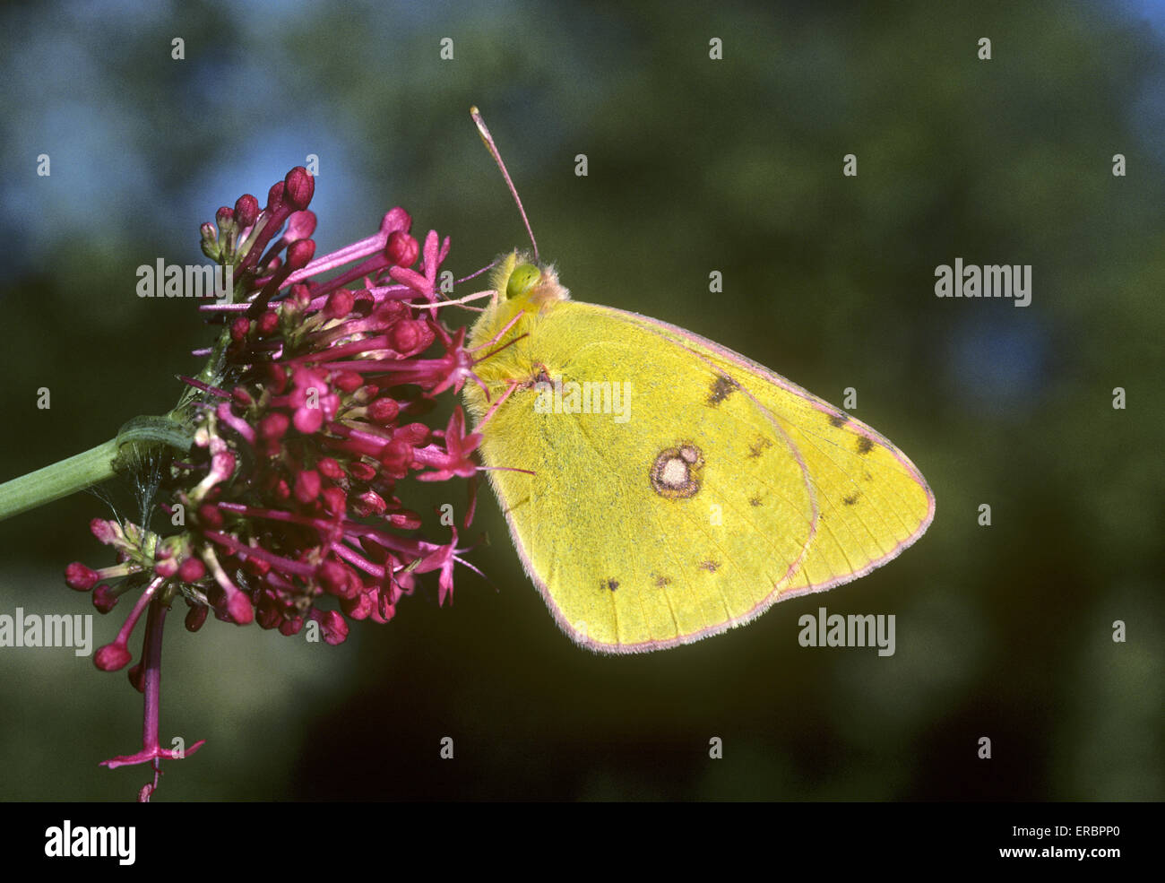 Yellow clouded butterfly hi-res stock photography and images - Alamy