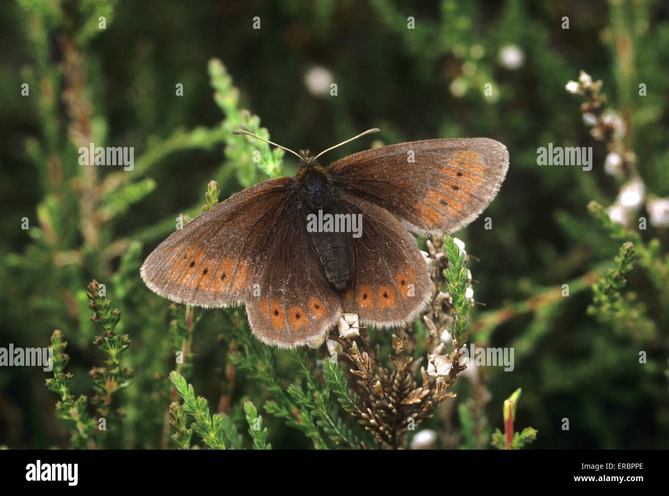 Mountain Ringlet - Erebia epiphron Stock Photo - Alamy