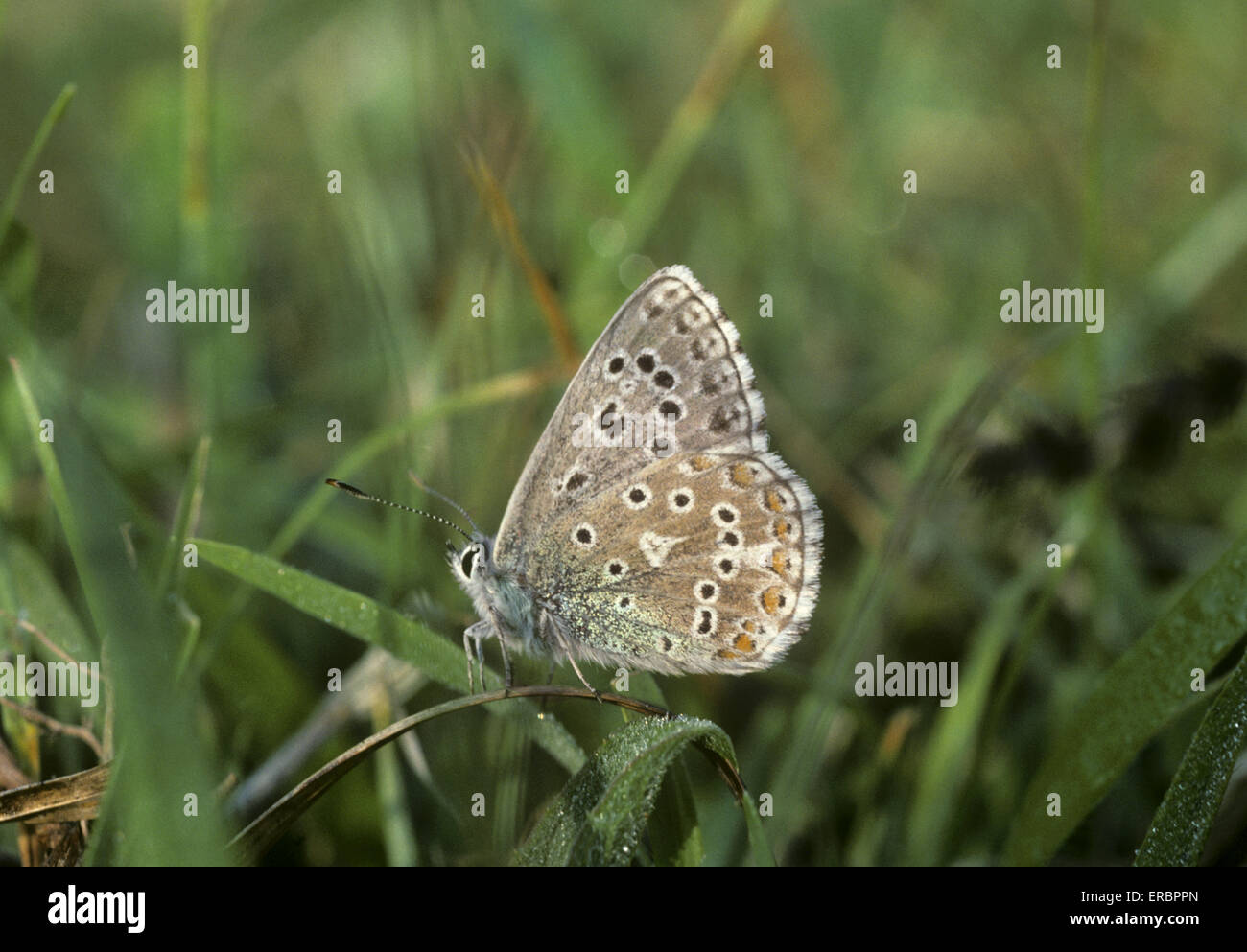Adonis butterflies hi-res stock photography and images - Alamy