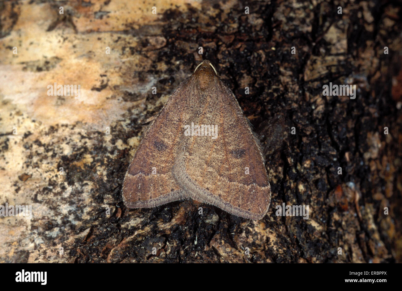 Early Moth - Theria primaria Stock Photo - Alamy
