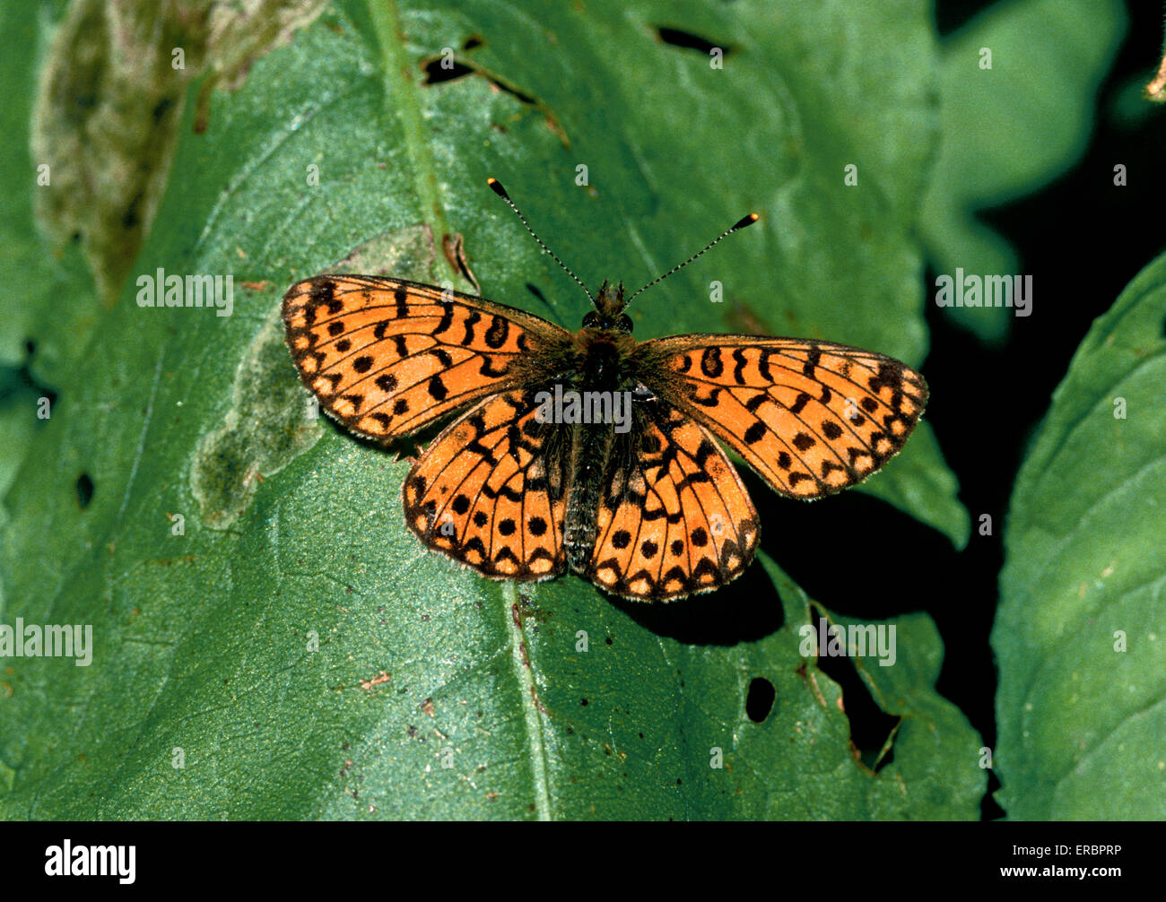 Small Pearl-bordered Fritillary - Boloria selene Stock Photo - Alamy