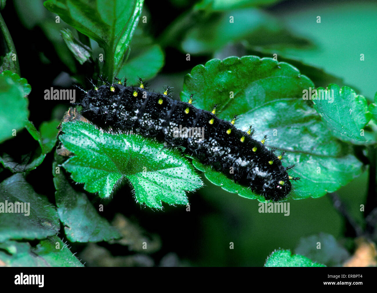 Orange grubs hi-res stock photography and images - Alamy