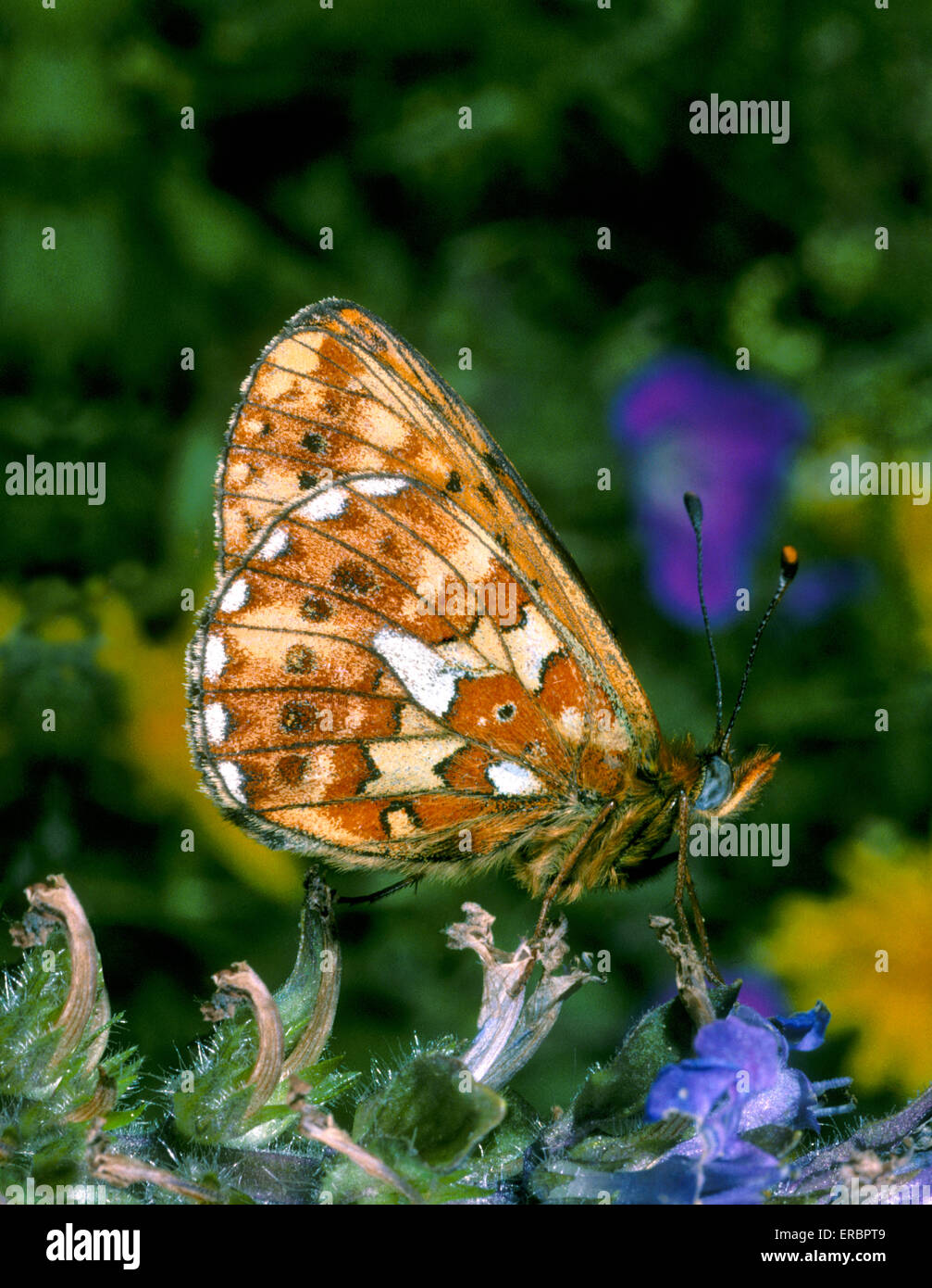 Pearl bordered fritillary hi-res stock photography and images - Alamy