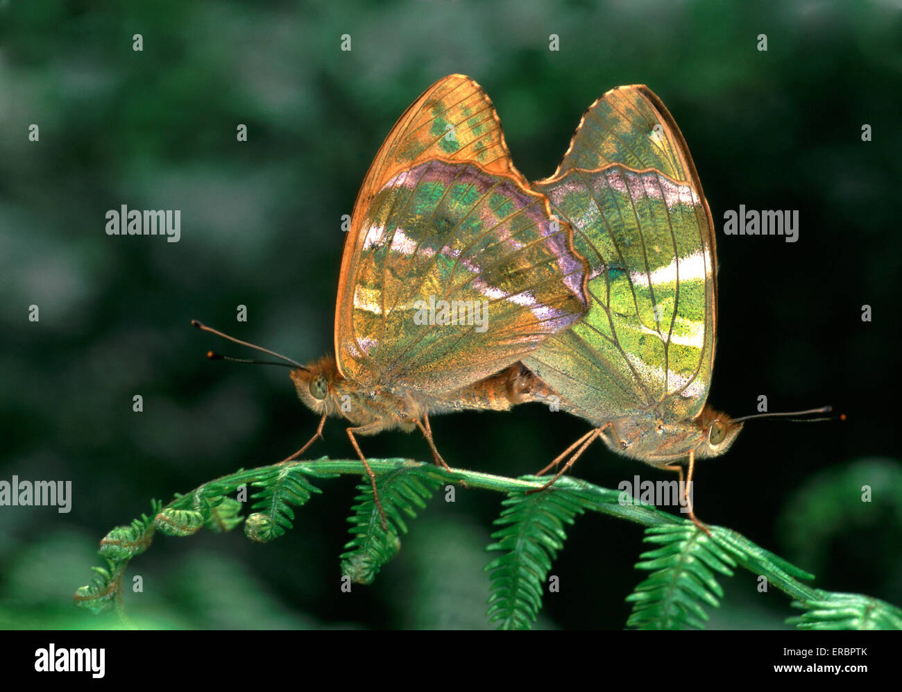 Silver-washed Fritillary - Argynnis paphia Stock Photo - Alamy