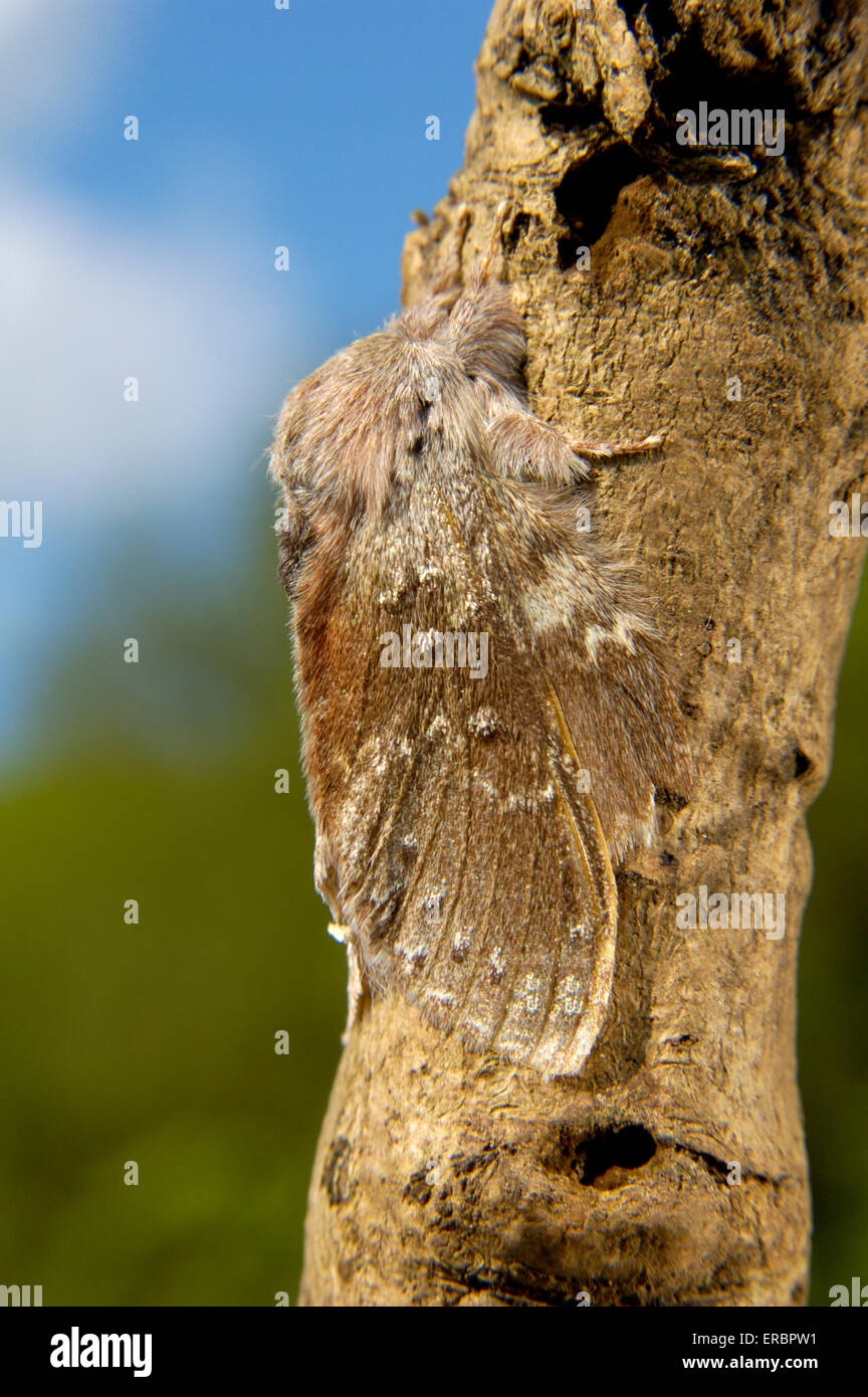 Lobster Moth - Stauropus fagi Stock Photo - Alamy