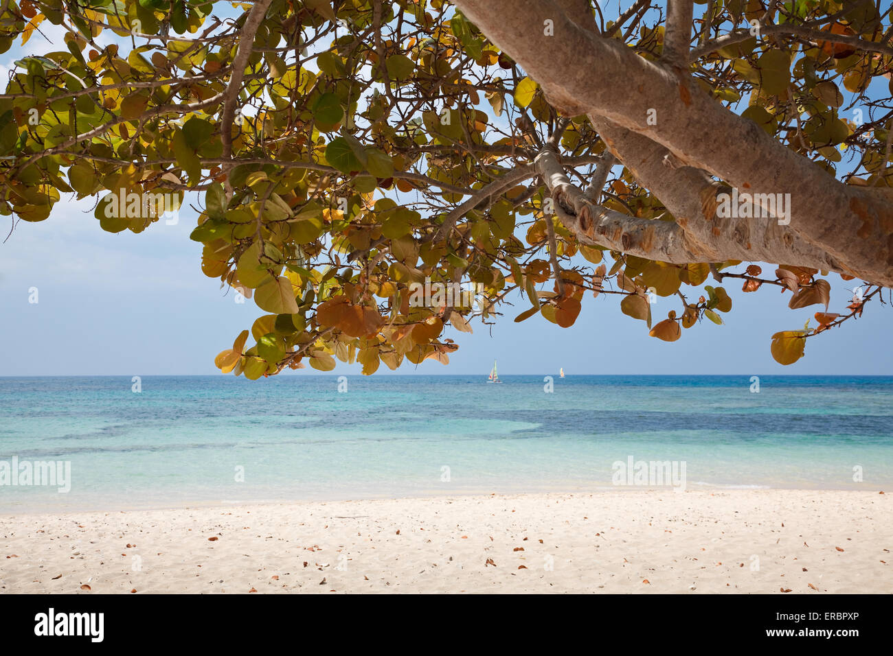 Tropical Caribbean sea shore with the tree Stock Photo - Alamy