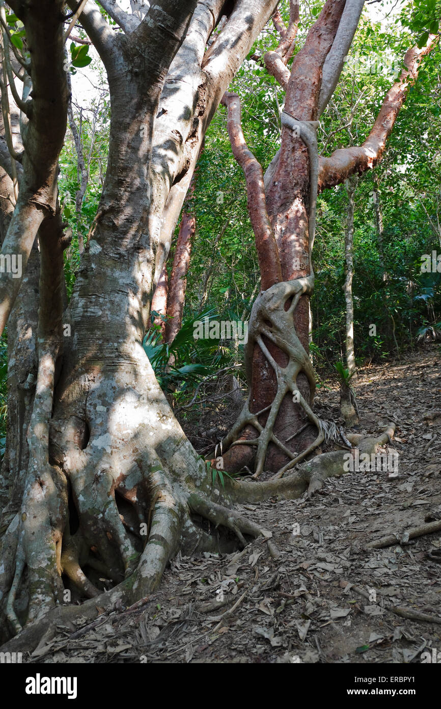 Tropical thick dense forest hi-res stock photography and images - Alamy