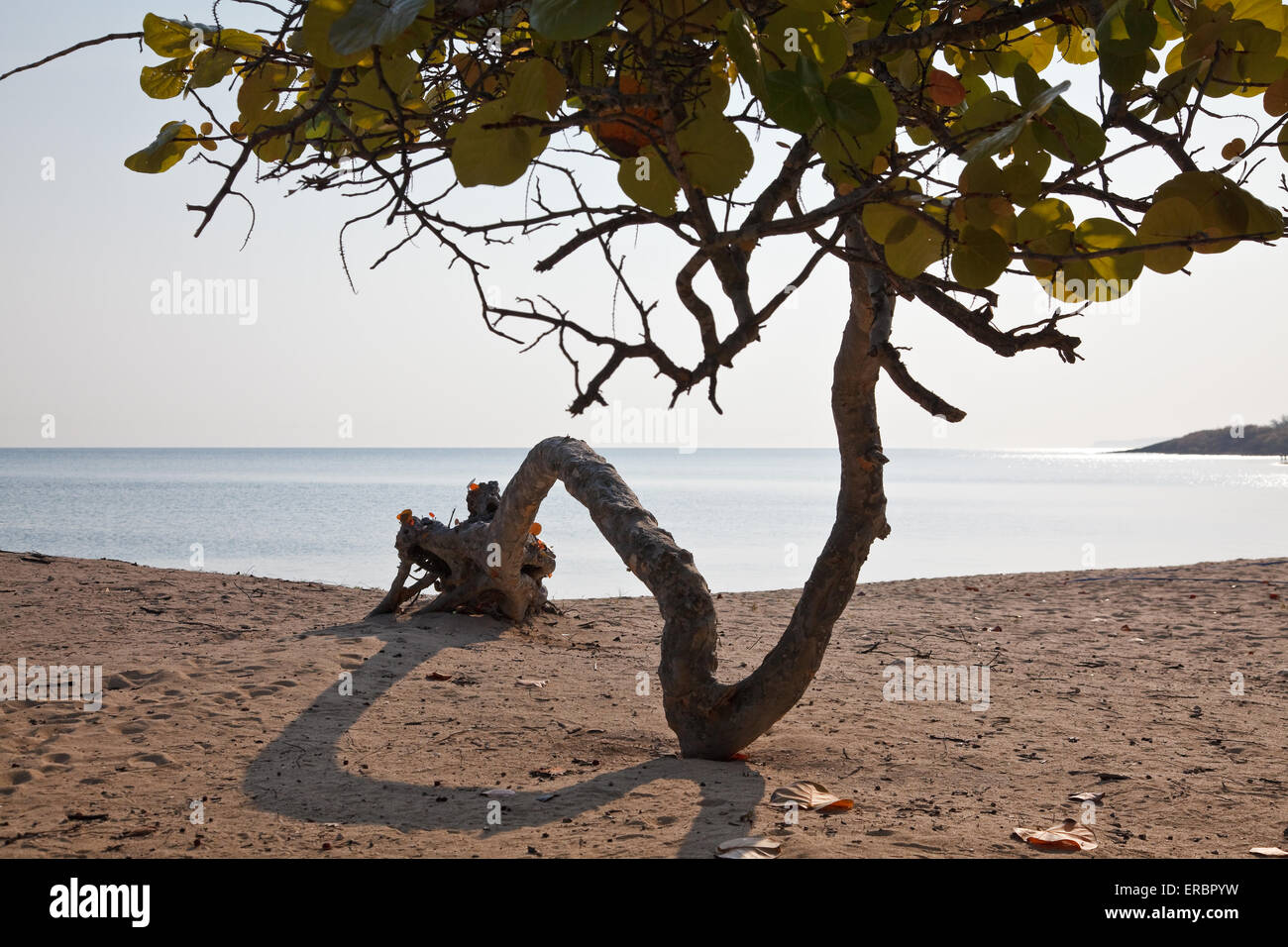 Curved tree hi-res stock photography and images - Alamy