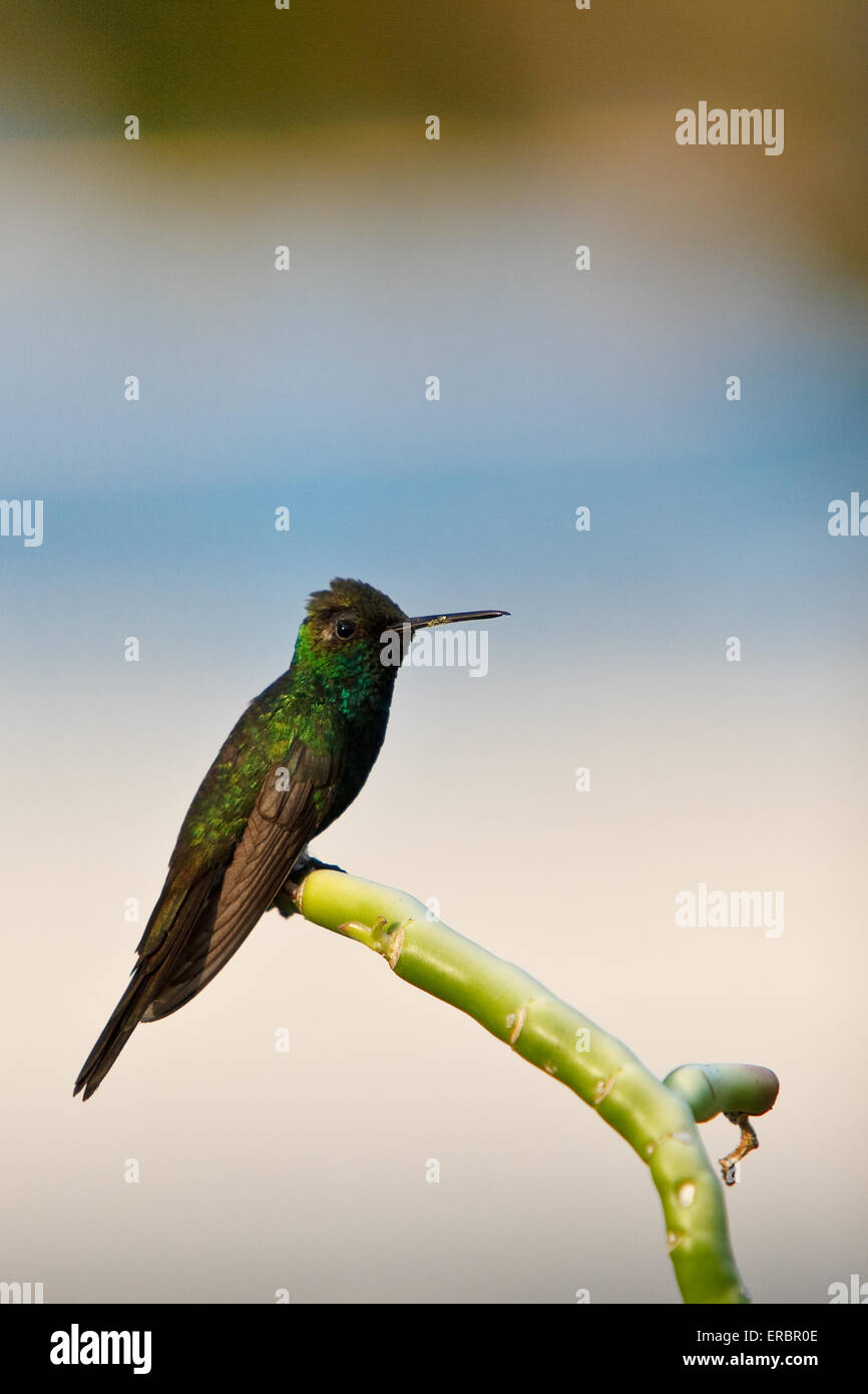 Small bird colibri hi-res stock photography and images - Alamy