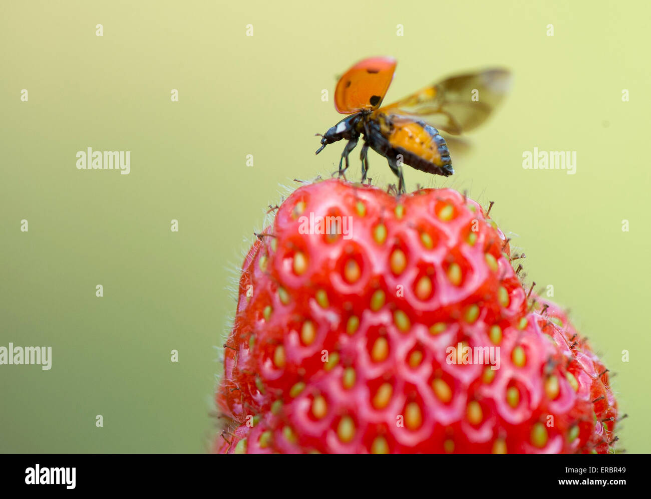 Takes insects in flight hi-res stock photography and images - Alamy