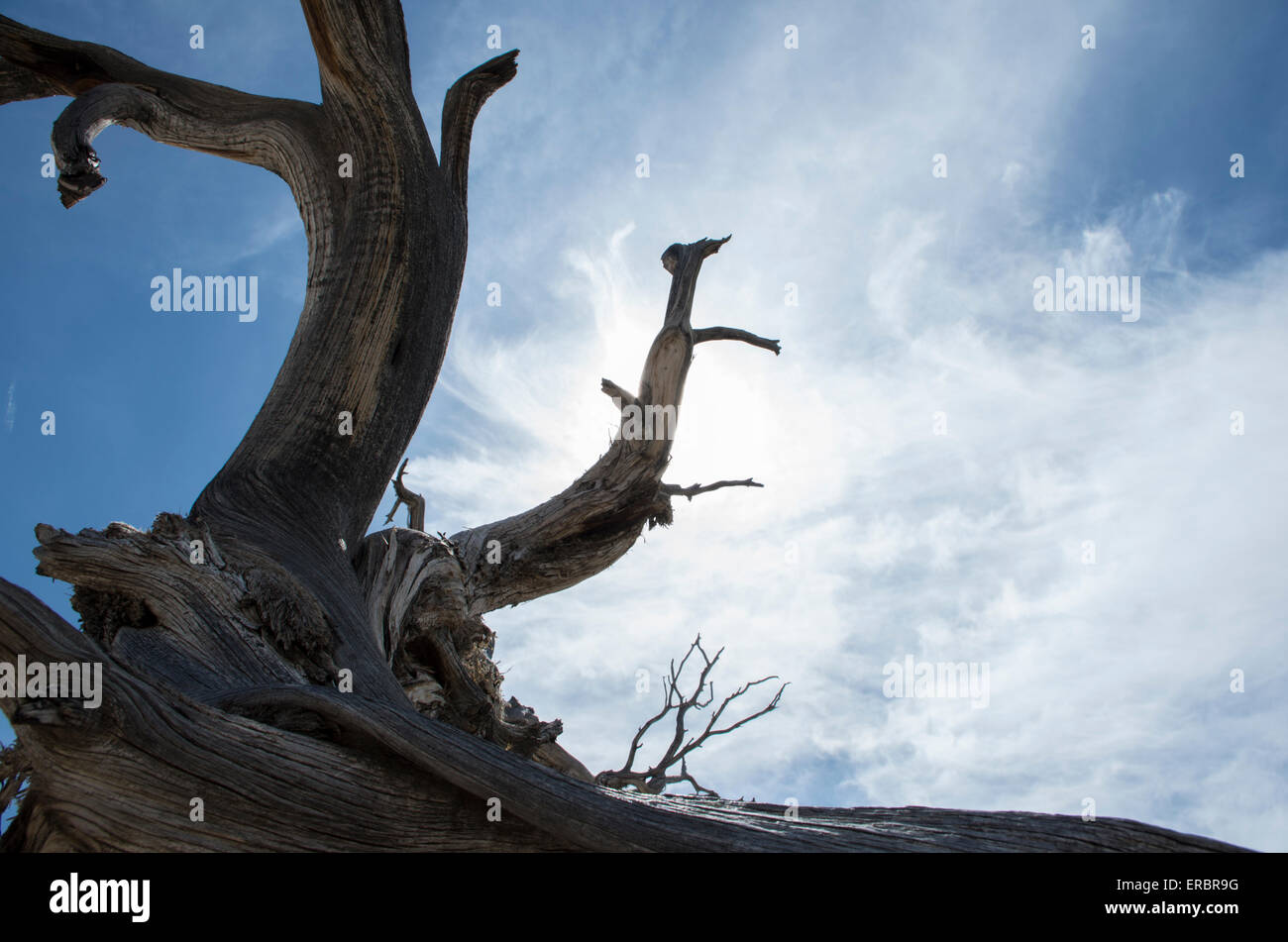 Tree in the sky Stock Photo - Alamy