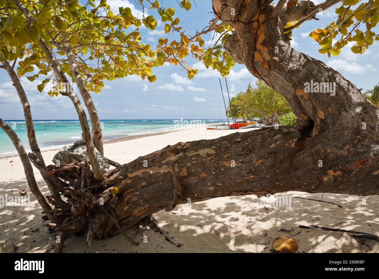 Caribbean seaside landscape with trees on a beach Stock Photo - Alamy