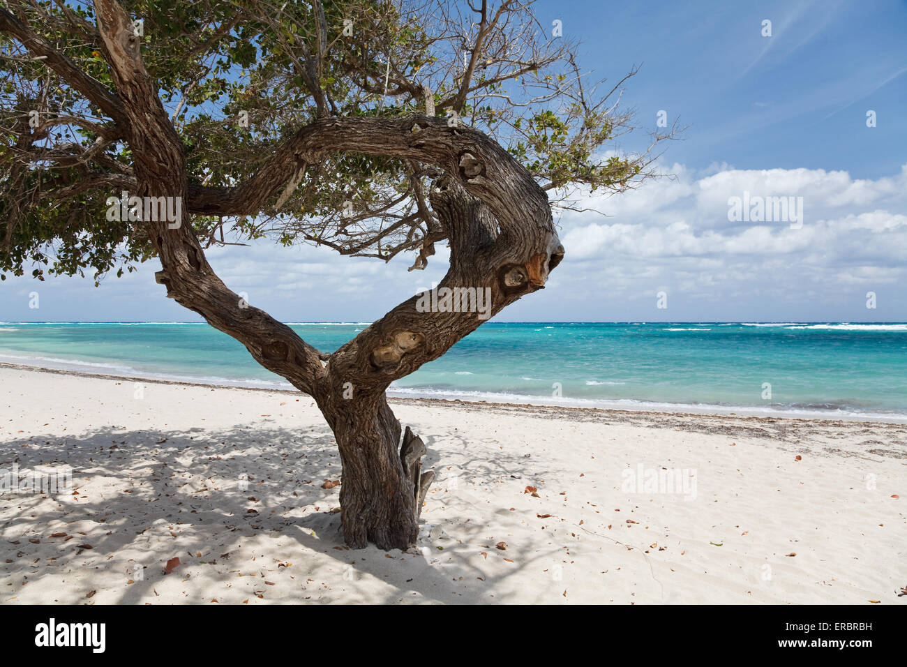 Tree on caribbean beach hi-res stock photography and images - Alamy