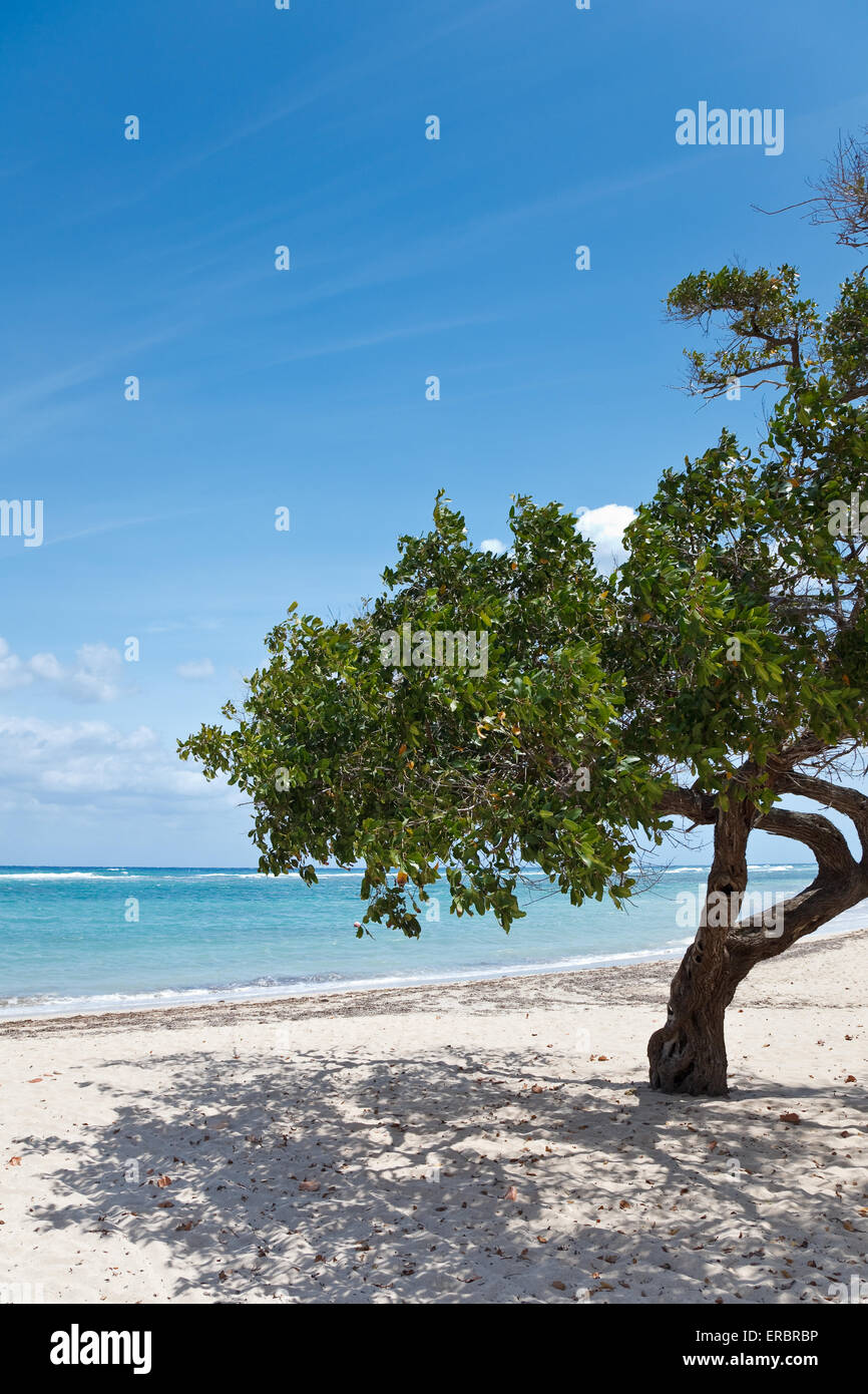 Tree on caribbean beach hi-res stock photography and images - Alamy