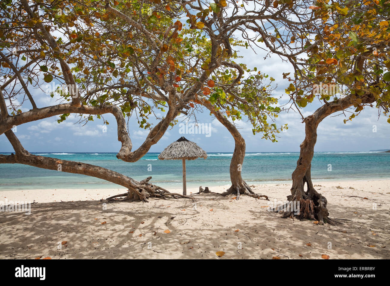 Caribbean seaside landscape with trees on a beach Stock Photo - Alamy